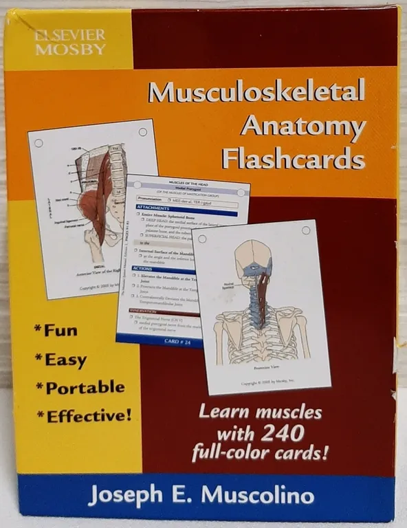 Musculoskeletal Anatomy Flashcards - Aucteeno